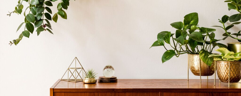 How To Grow And Keep Your Indoor Plants Strong And Healthy - Sweepsouth