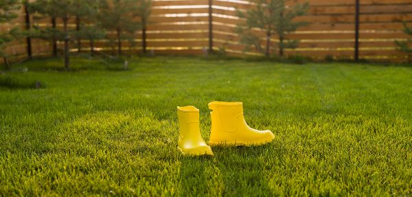 The Basics of Lawn Care: Tips for a Healthy and Beautiful Yard - Sweepsouth