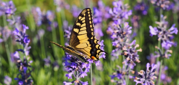 The Various Native Plants Needed to Attract Pollinators - Sweepsouth